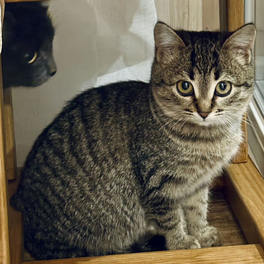 Котёнок в добрые руки