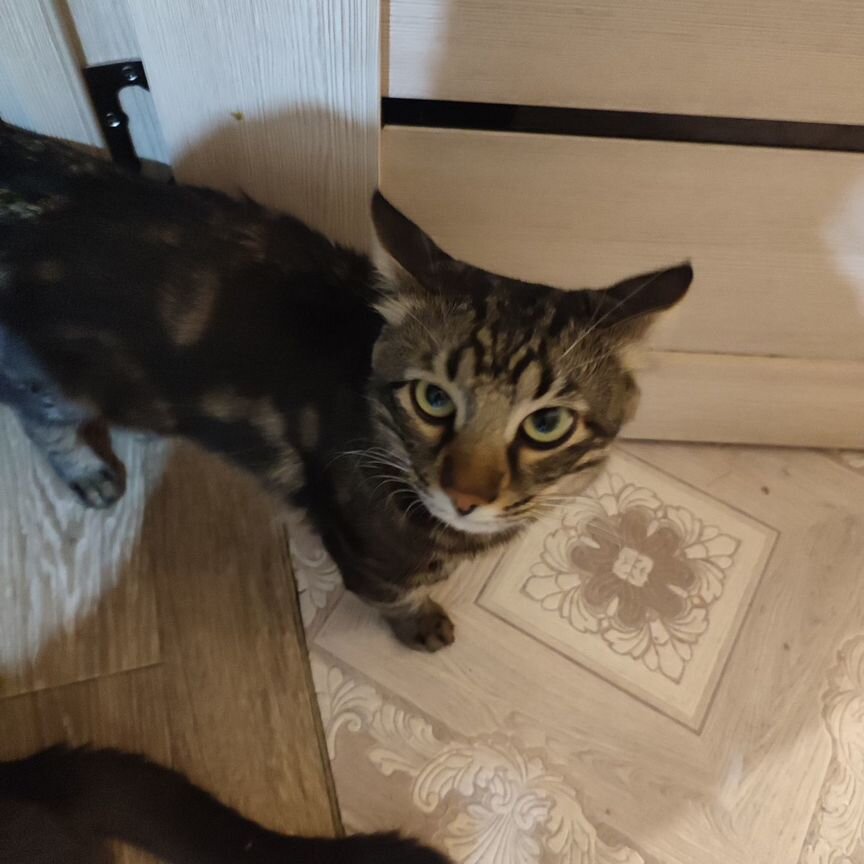 Отдам котят в добрые руки,мама чистая британка