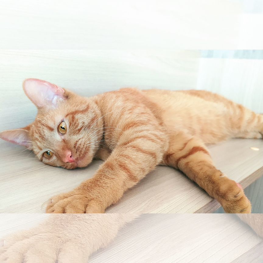 Кот