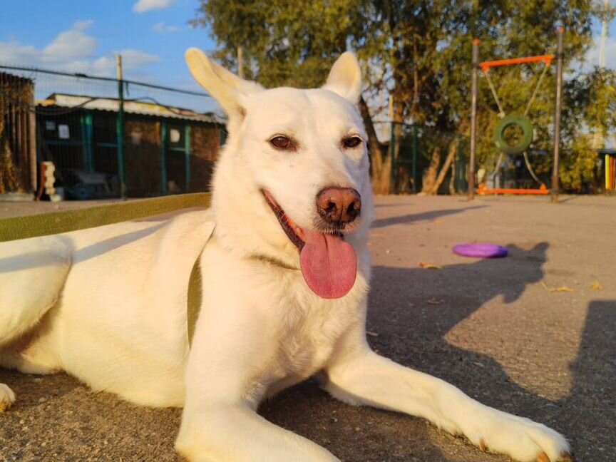 Сахарок в поисках дома