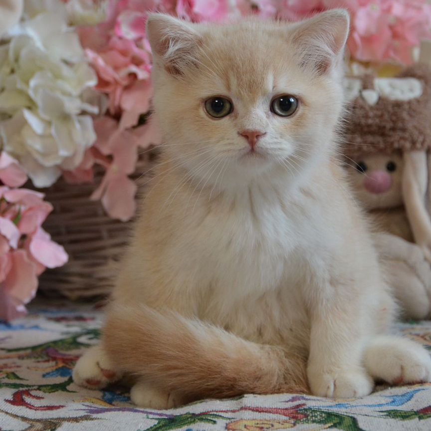 Британский короткошёрстный котёнок