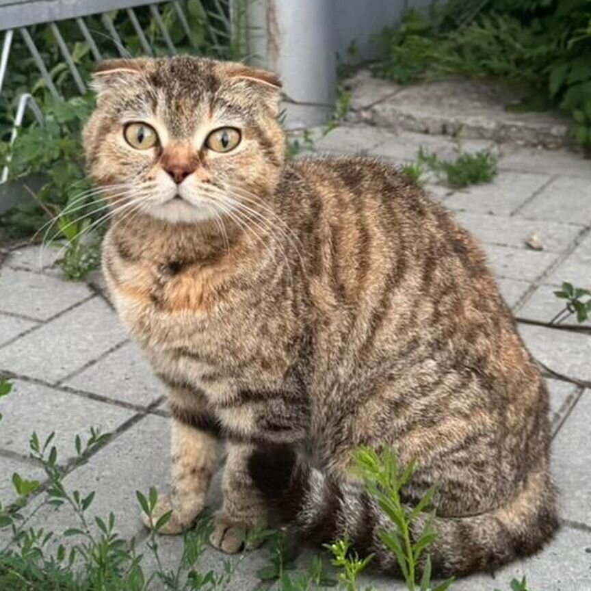 Вислоухая кошечка в добрые руки