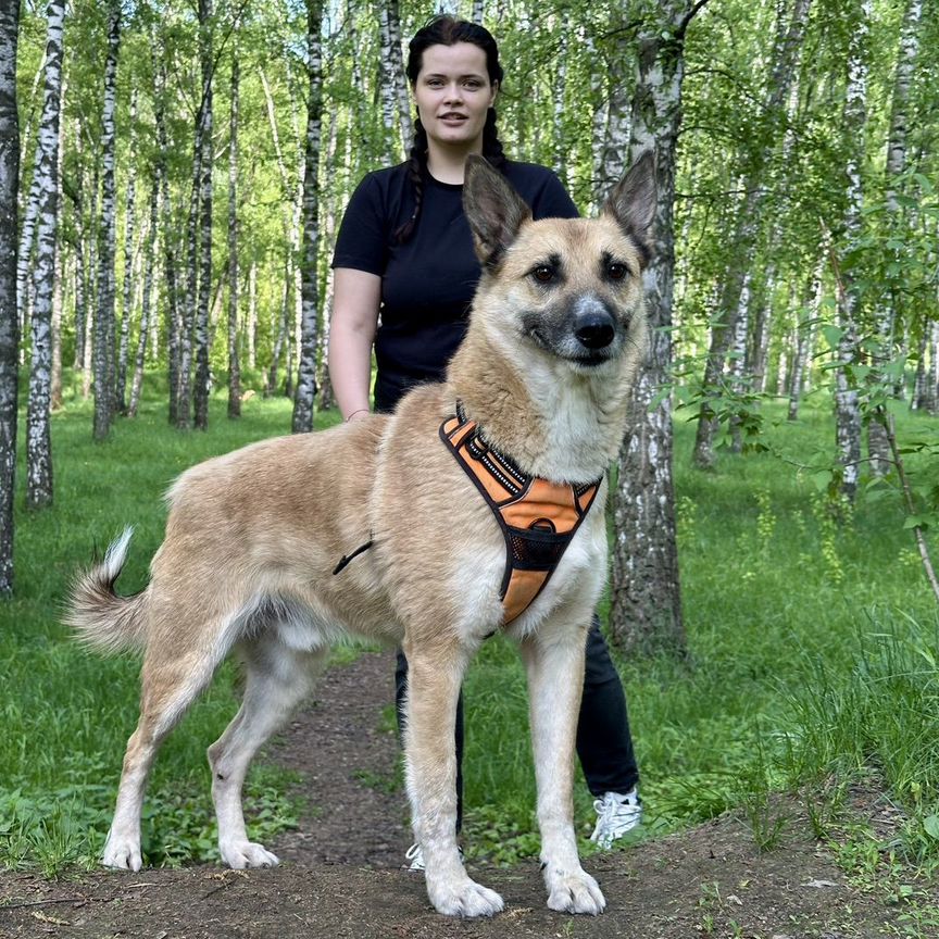 Взрослый пёс в добрые руки