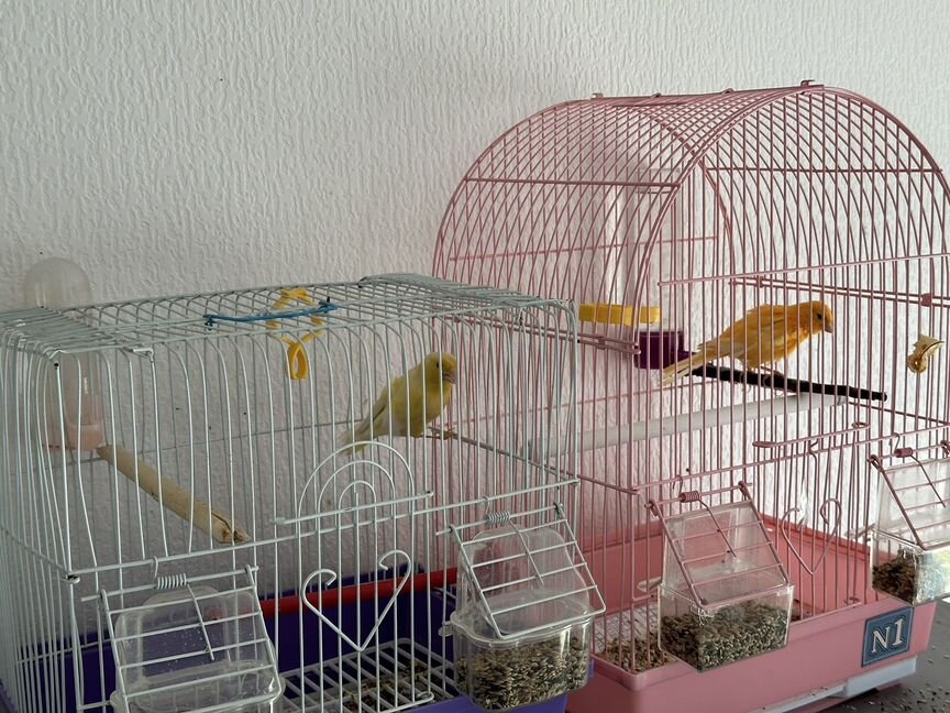 Канарейка пара