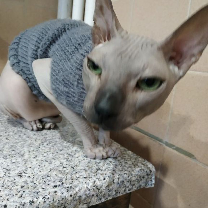 2 кота сфинкс