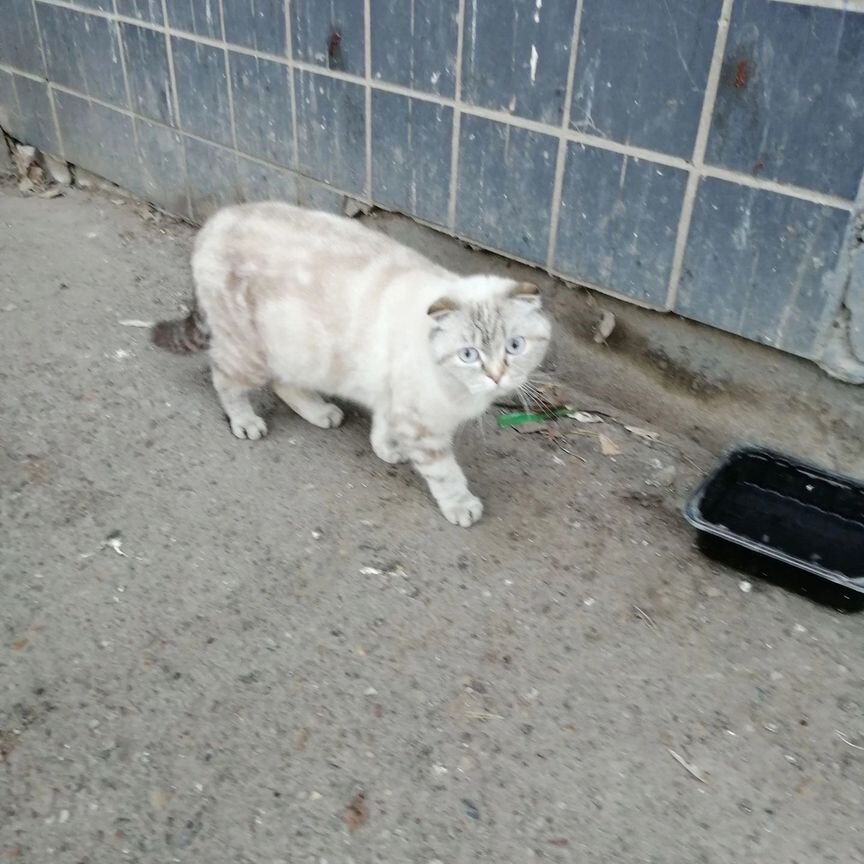 Пристраивается в добрые руки