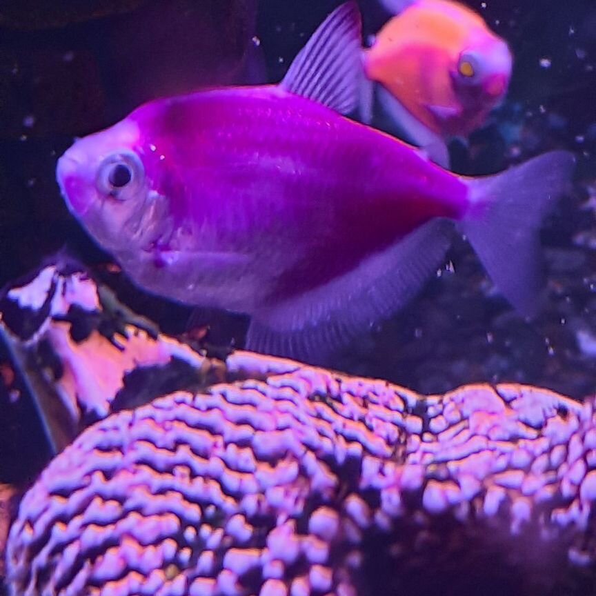 Аквариумные рыбы карамельки