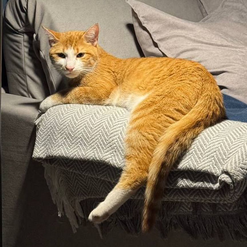 Котик в добрые руки
