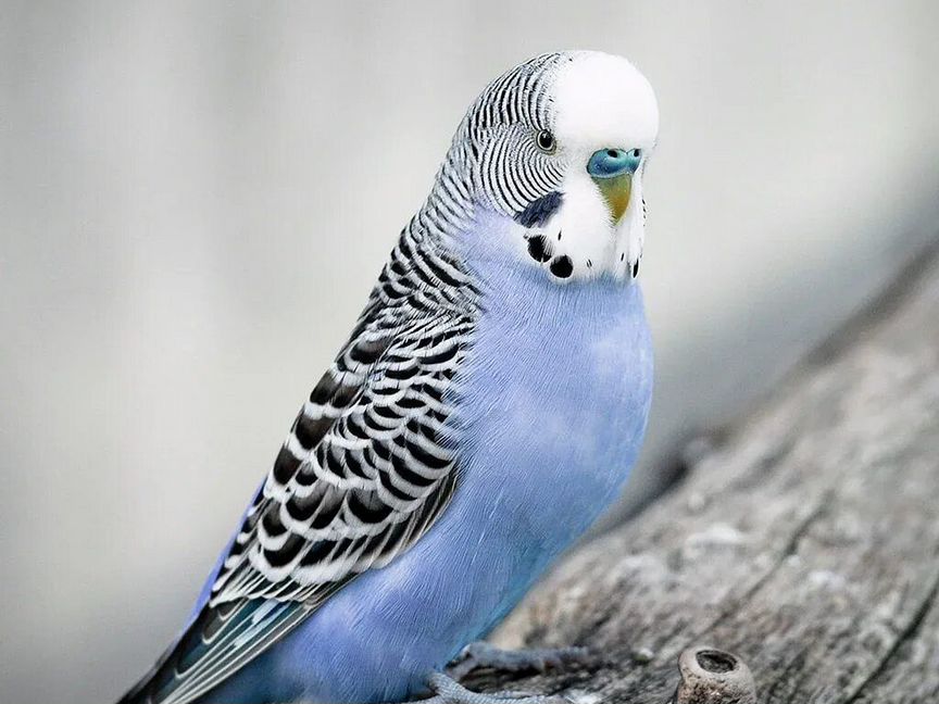 Волнистые попугаи