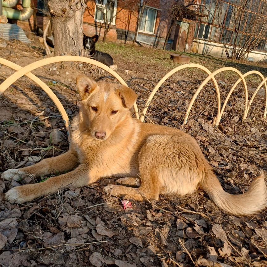 Щенки ищут дом