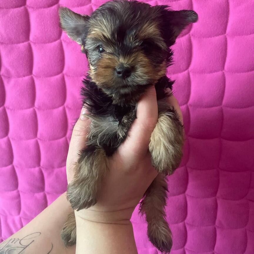 Йоркширский терьер мини беби фейс