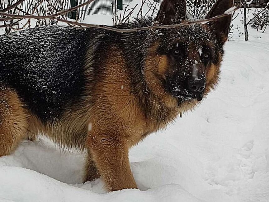 Немецкая овчарка вязка кобель (развязан)