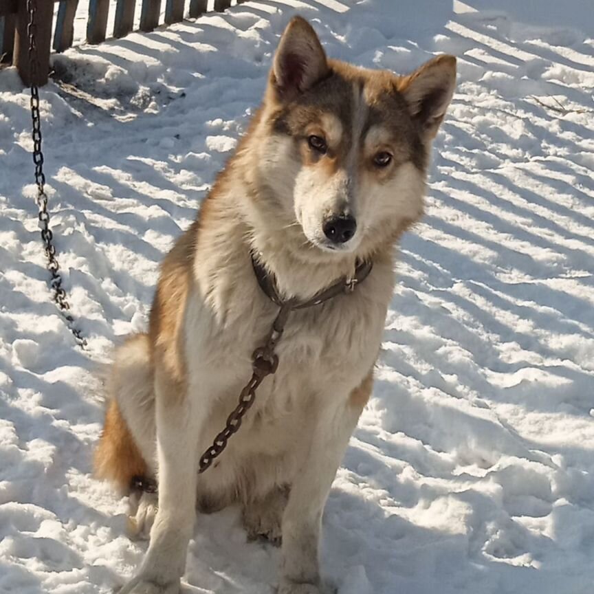 Мальчик , умный жизнерадостный ищет дом