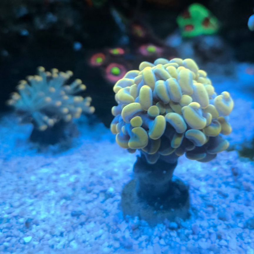 Морские кораллы