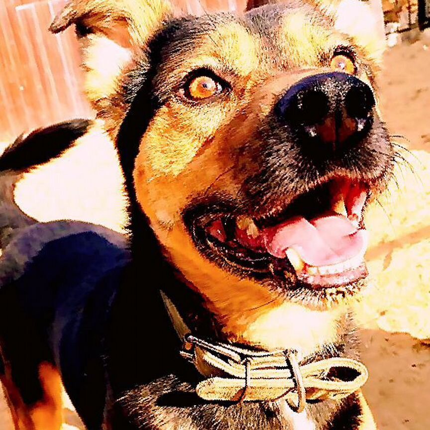 Бывшедомашний пёс ищет дом