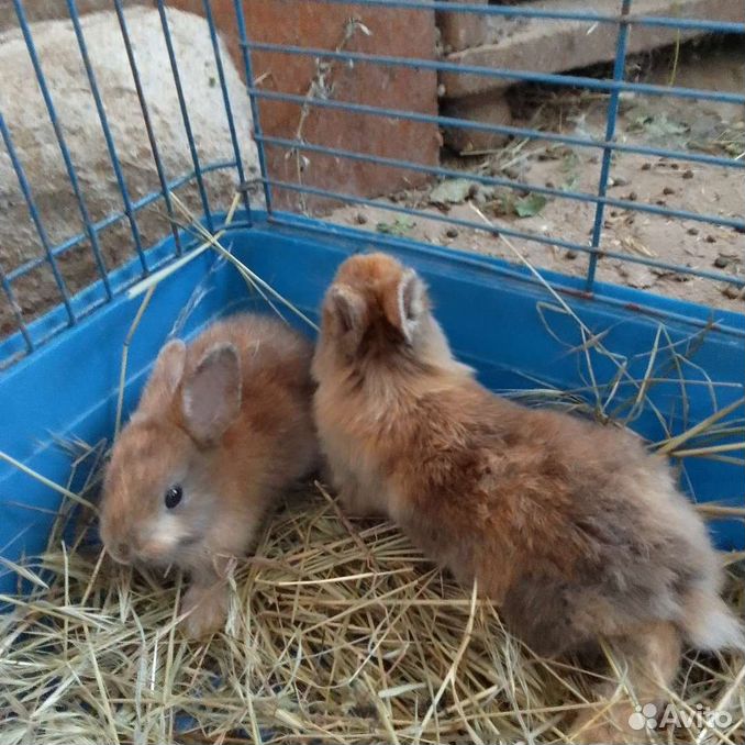 Карликовые кролята