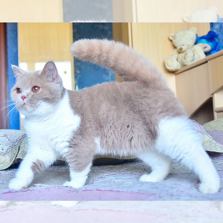 Британский котенок девочка