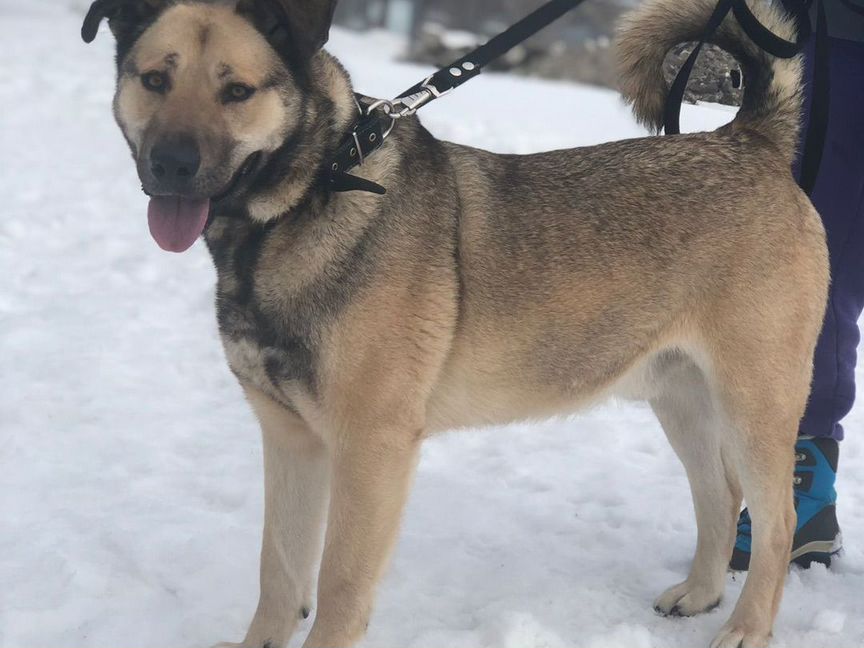 Большой добрый пес из приюта ищет дом