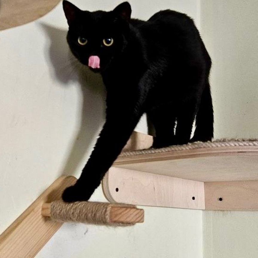 Стеснительный котик Арни