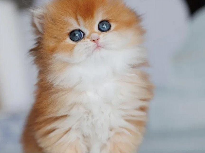 Британская золотая шиншилла ny 12