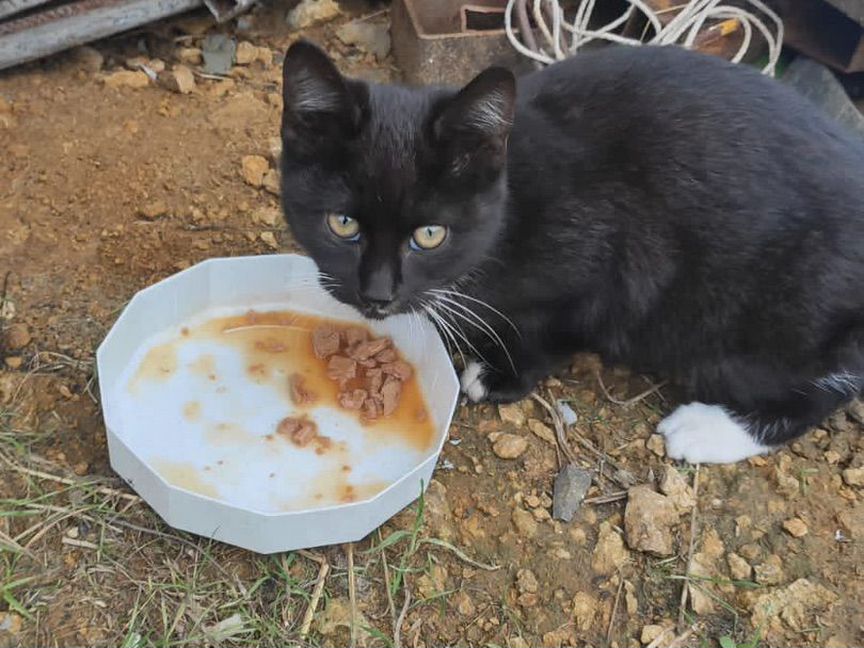Котенок девочка 4месяца