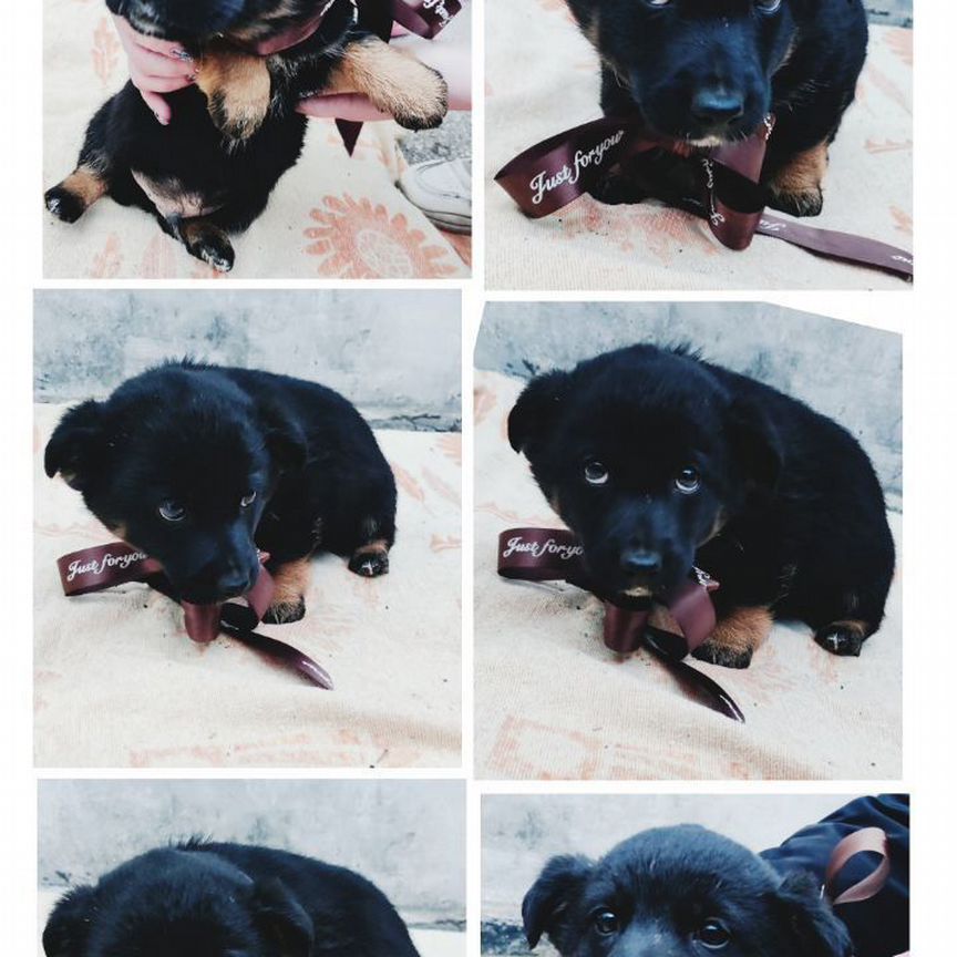 Щенки в поисках дома