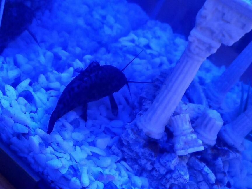 Сомик таракатум