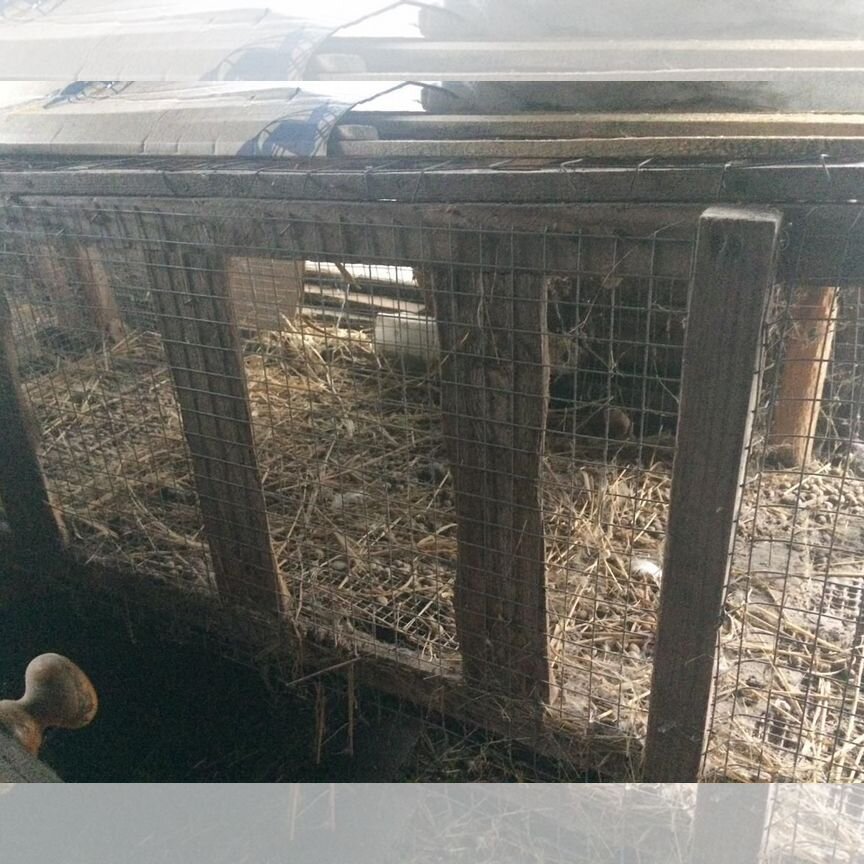 Продам клетки для кроликов