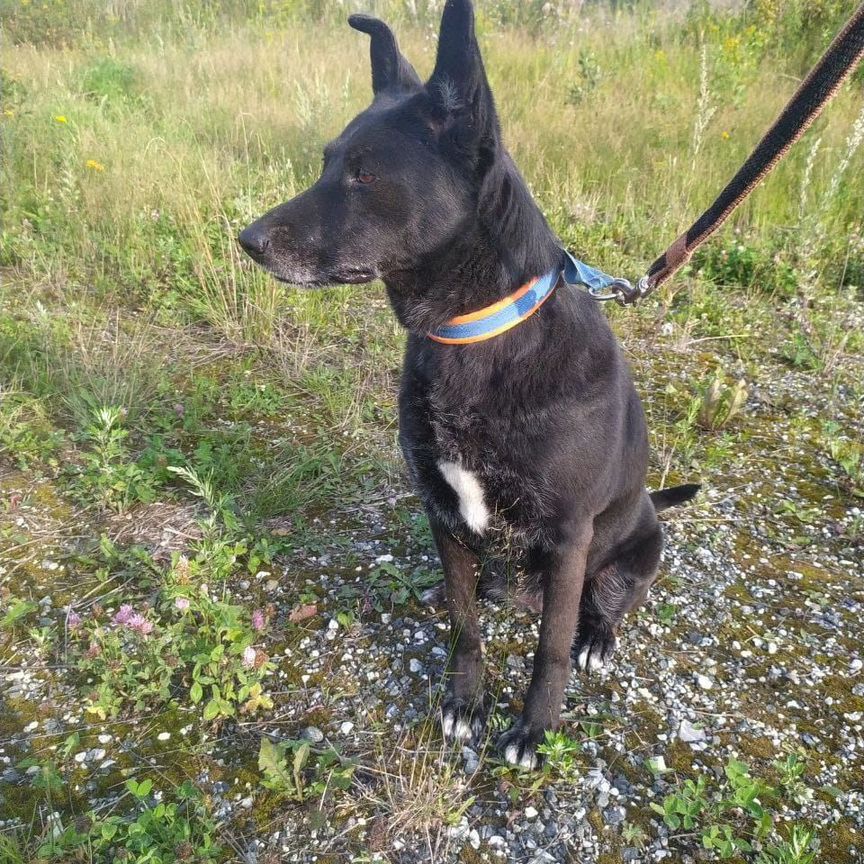 Собака Мэгги в добрые руки