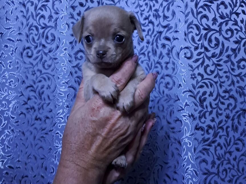 Чихуахуа девочка