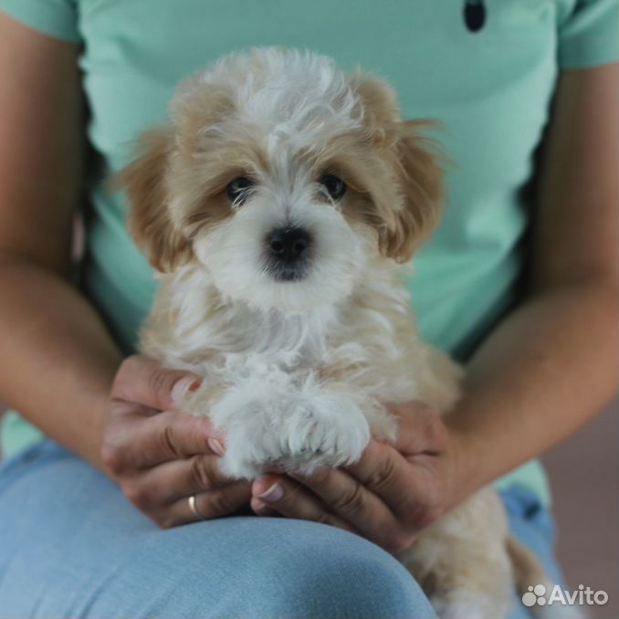 Мальтипу красивая девочка с документами