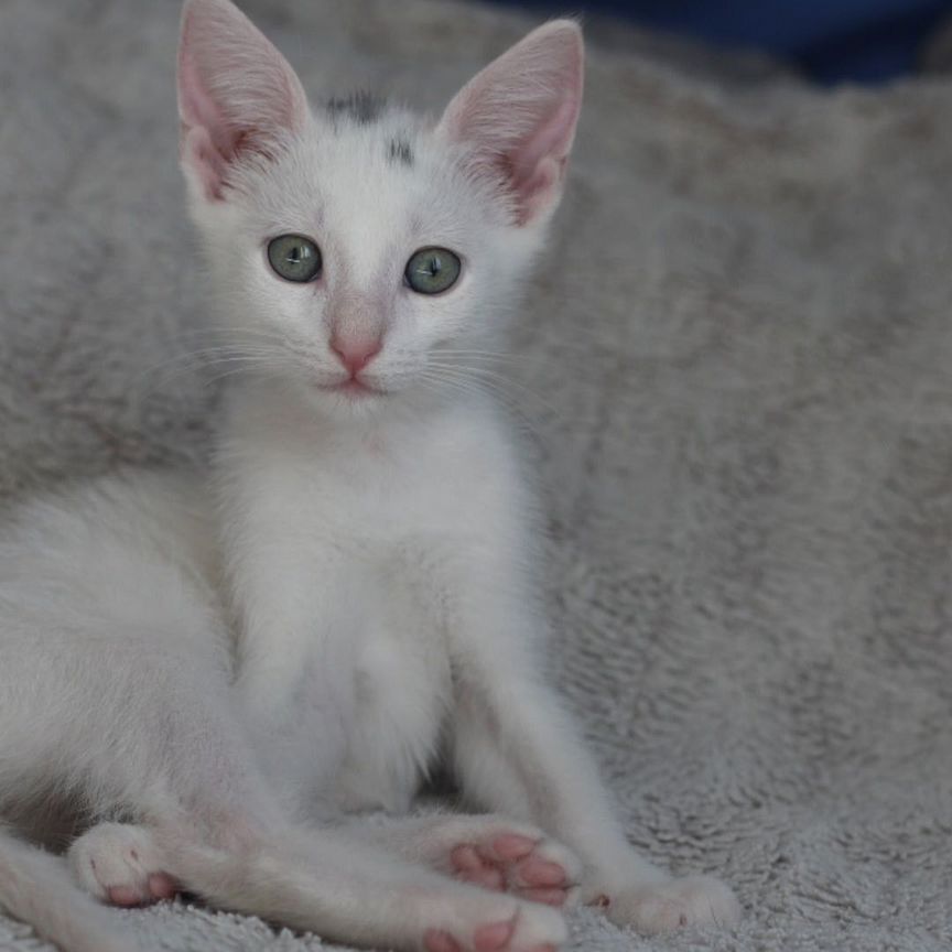Белый котенок 3 месяца