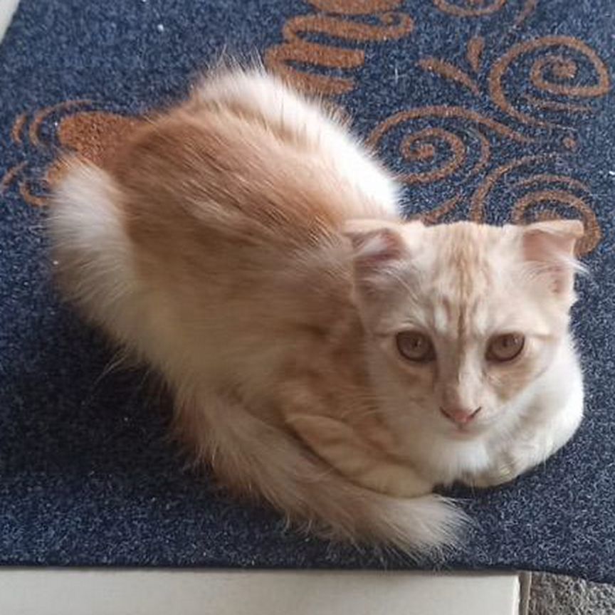 Ласковые котята в добрые руки
