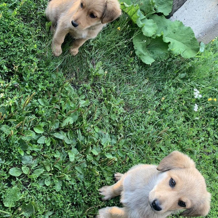 Щенята в добрые руки