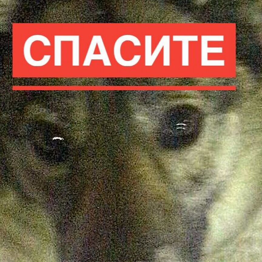 Взрослая собака в добрые руки