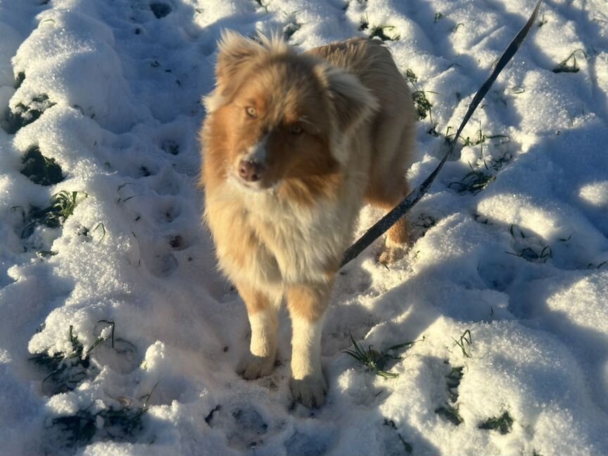 Собака австралийская овчарка Аусси