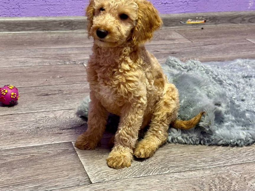 Мальчик карликовый пудель