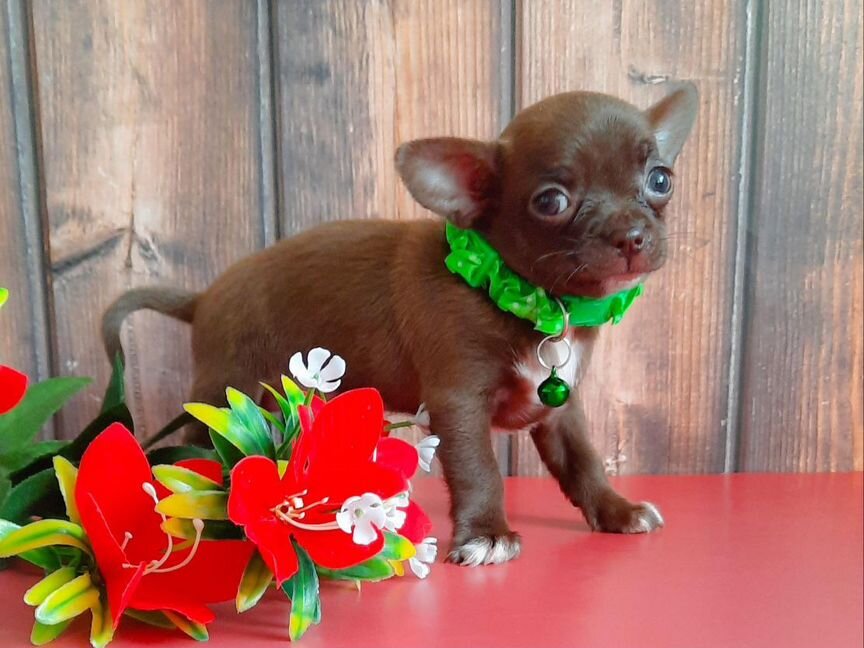 Шоколадный мини мальчик