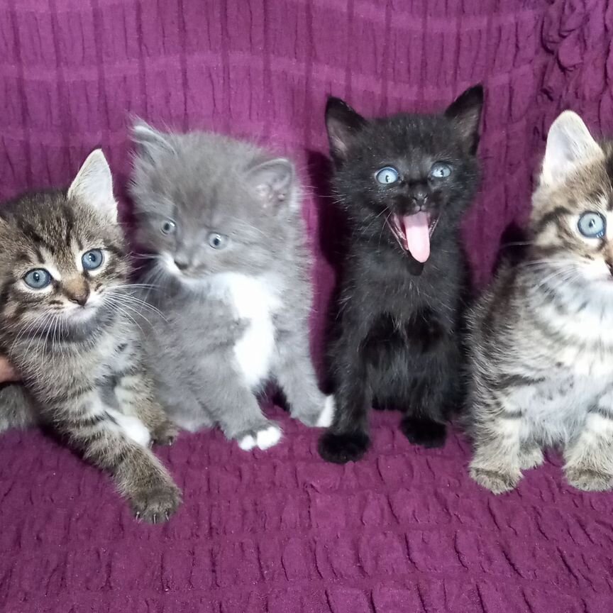 Котятки от британки в добрые руки