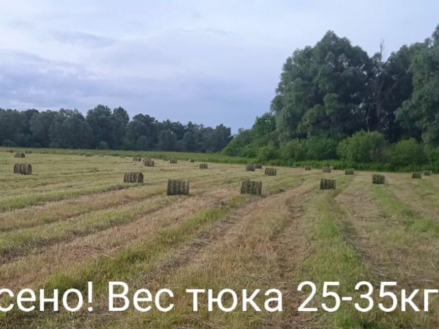 Сено в мини тюках