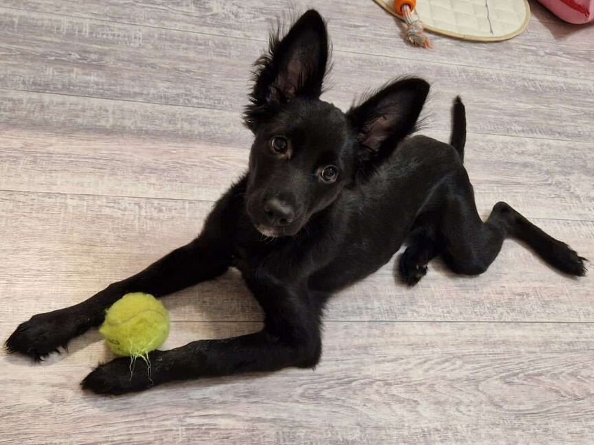 Девочка ушастик ищет семью