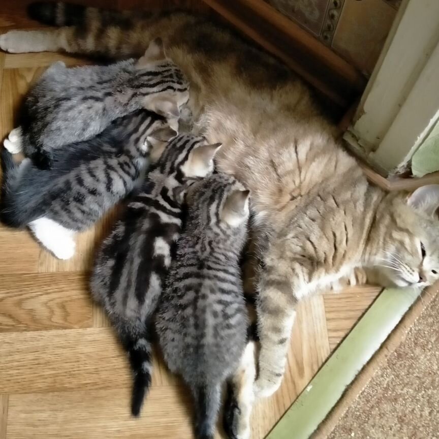 Котята