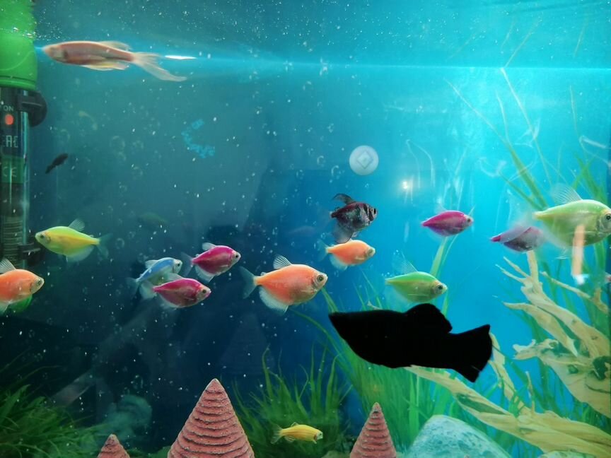 Рыбки тернеция