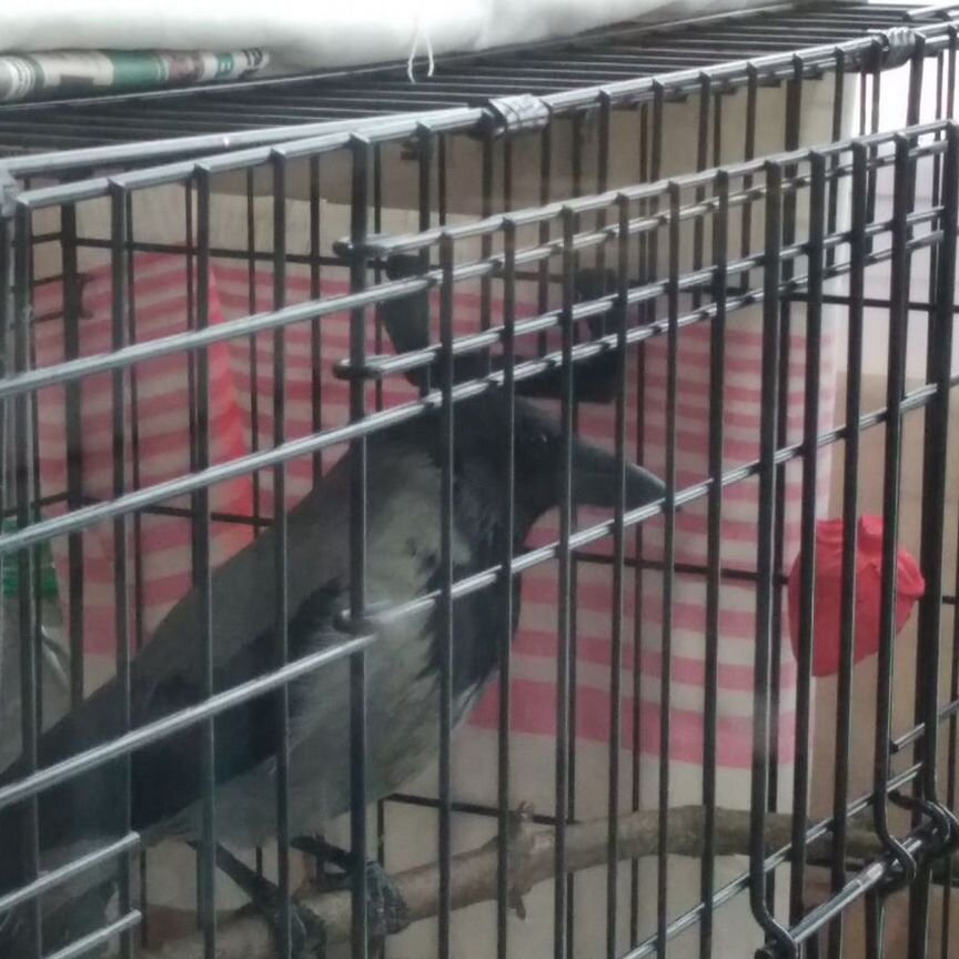 Лесные птицы