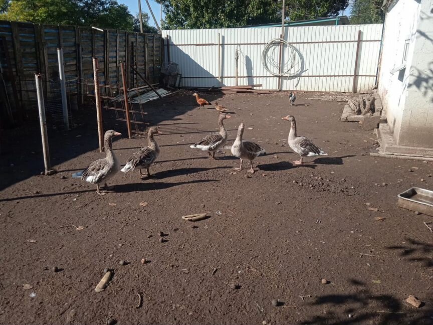 Продам серый гусь
