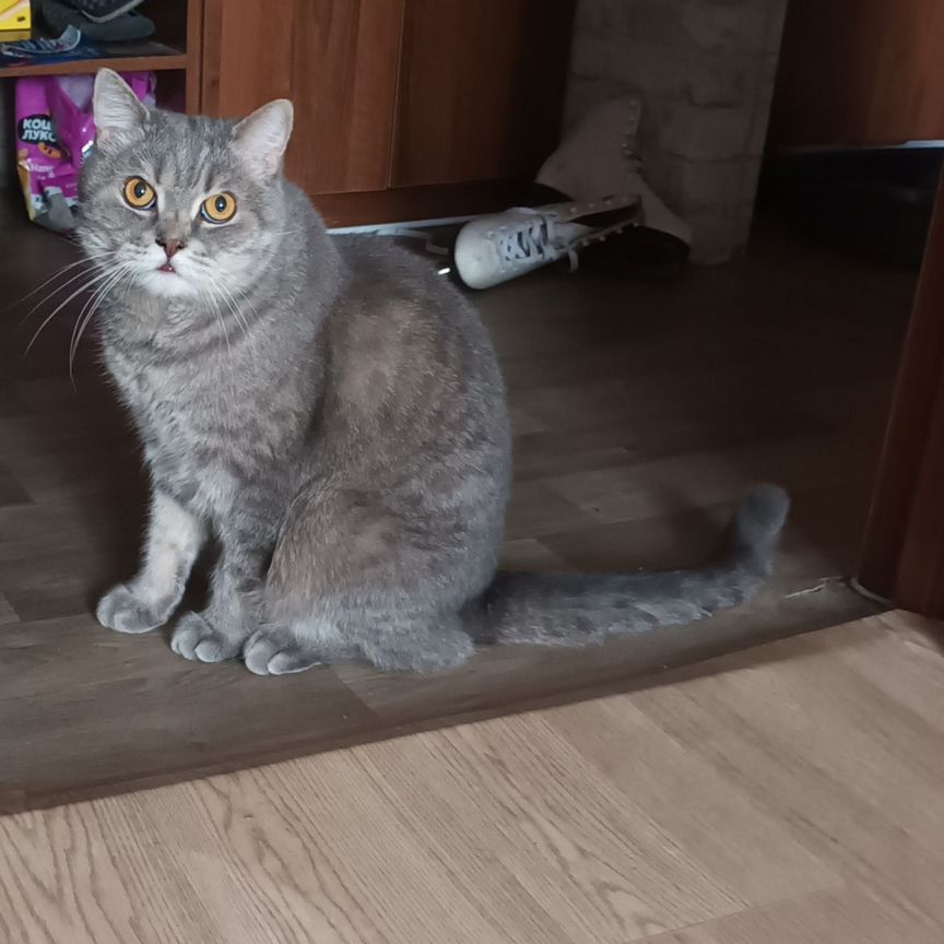 Помесь Шотландская и Британка