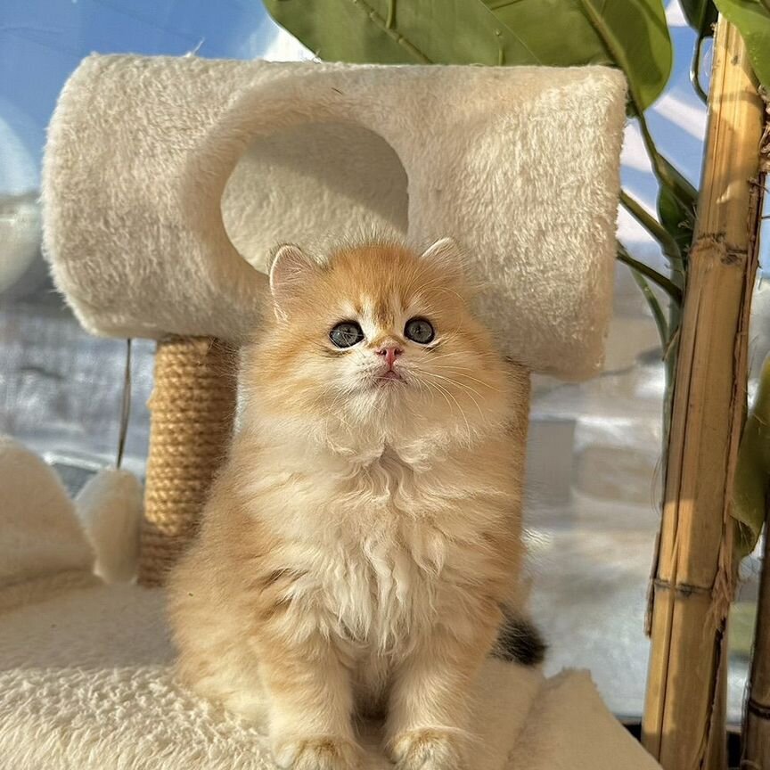 Золотые котята