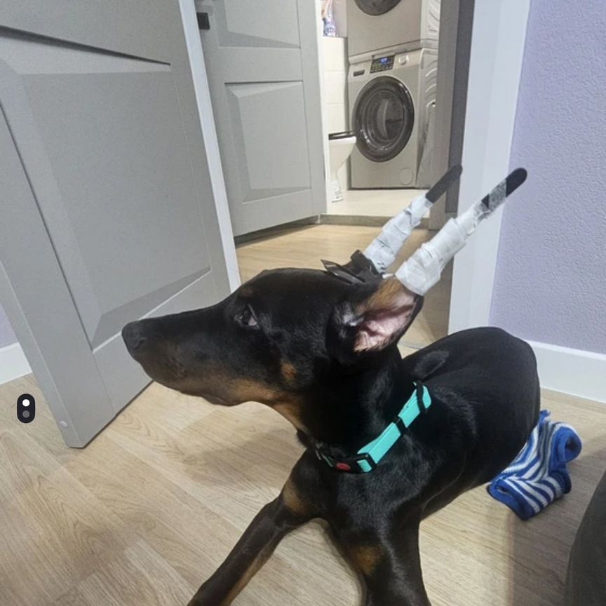 Фиксатор ушей собаки