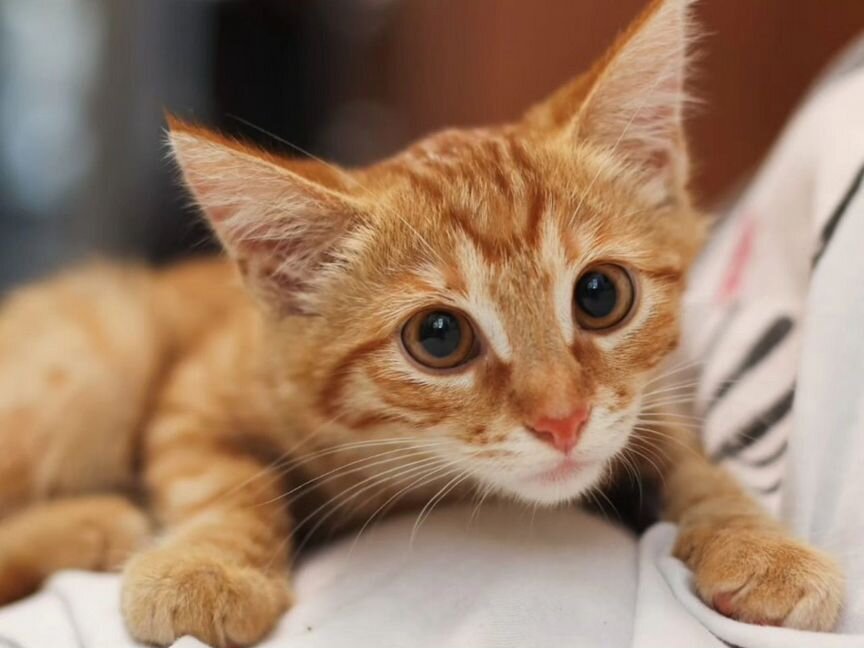 Рыжий котенок девочка 3 месяца