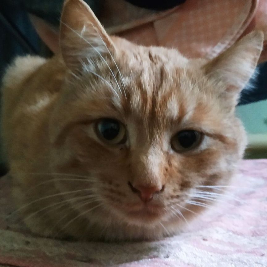 Уральский рекс котёнок